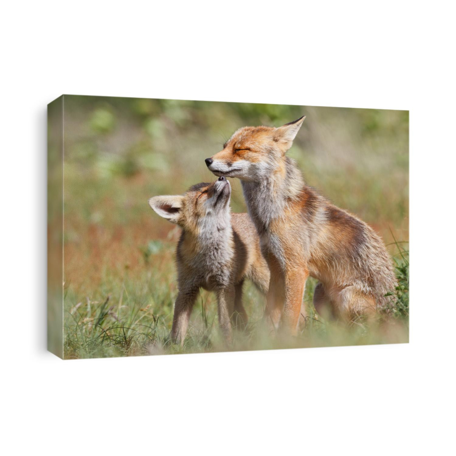Red Fox With Cub Canvas Print | CanvasWorld
