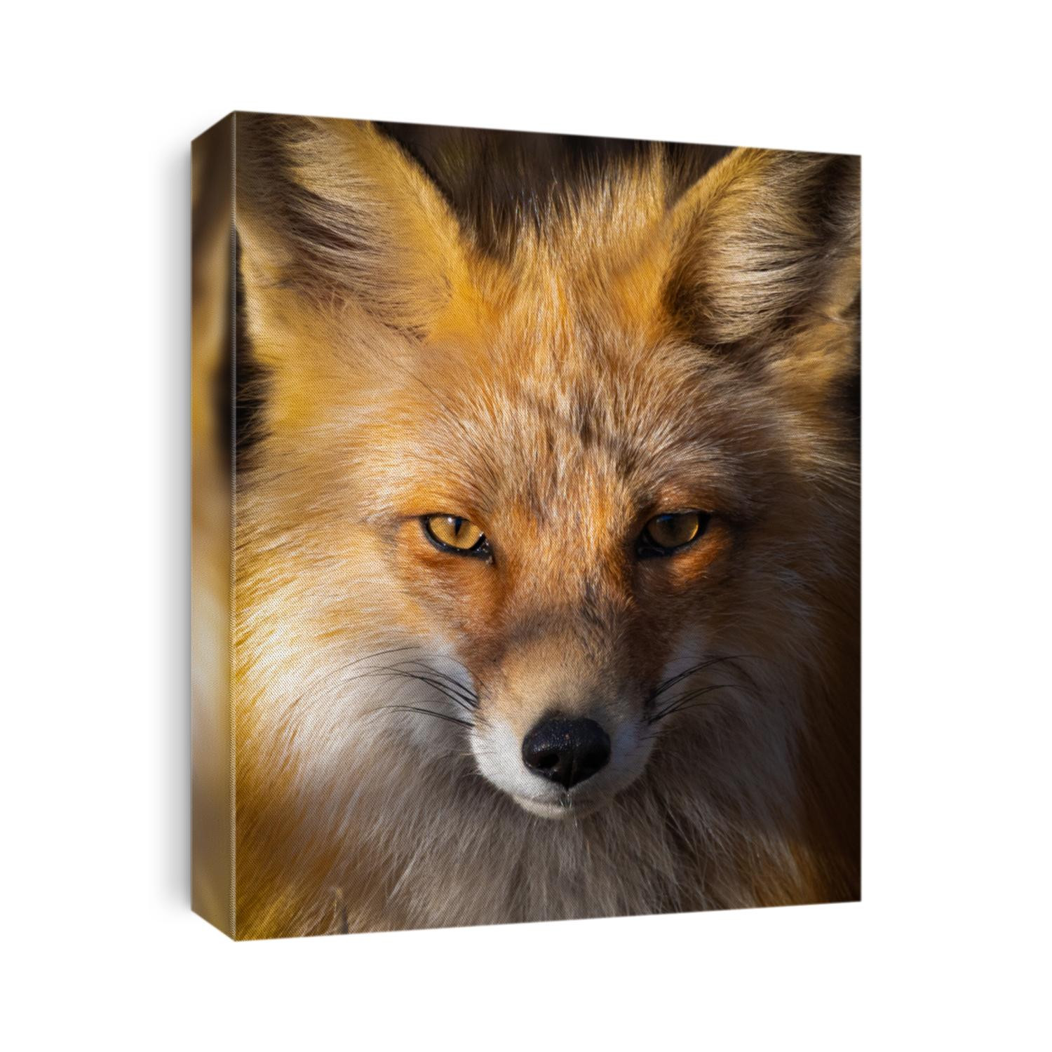 Close Up Face Of A Wild Red Fox Seen In Yukon Territory, Northern ...