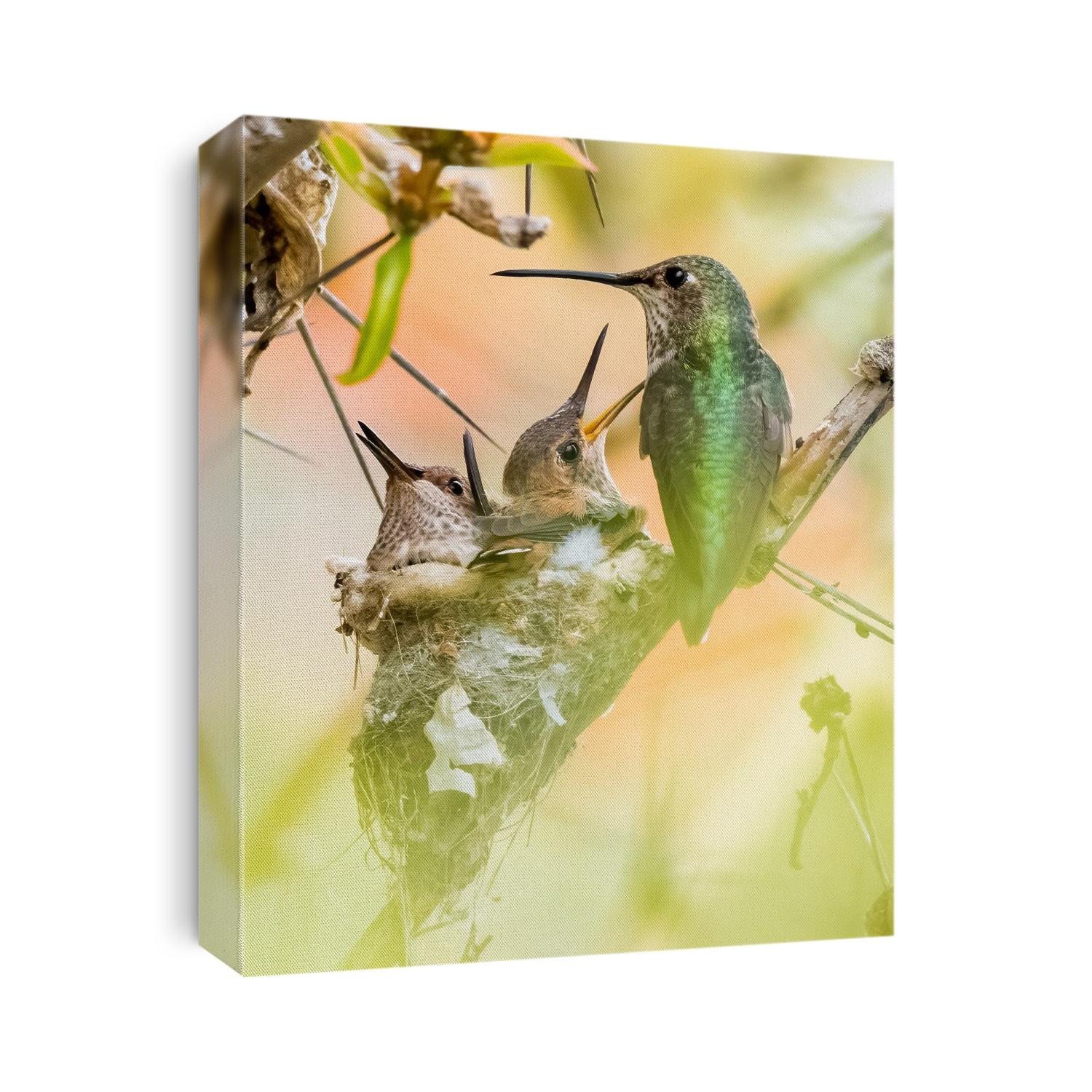 Mother and baby hummingbirds Canvas Print | CanvasWorld