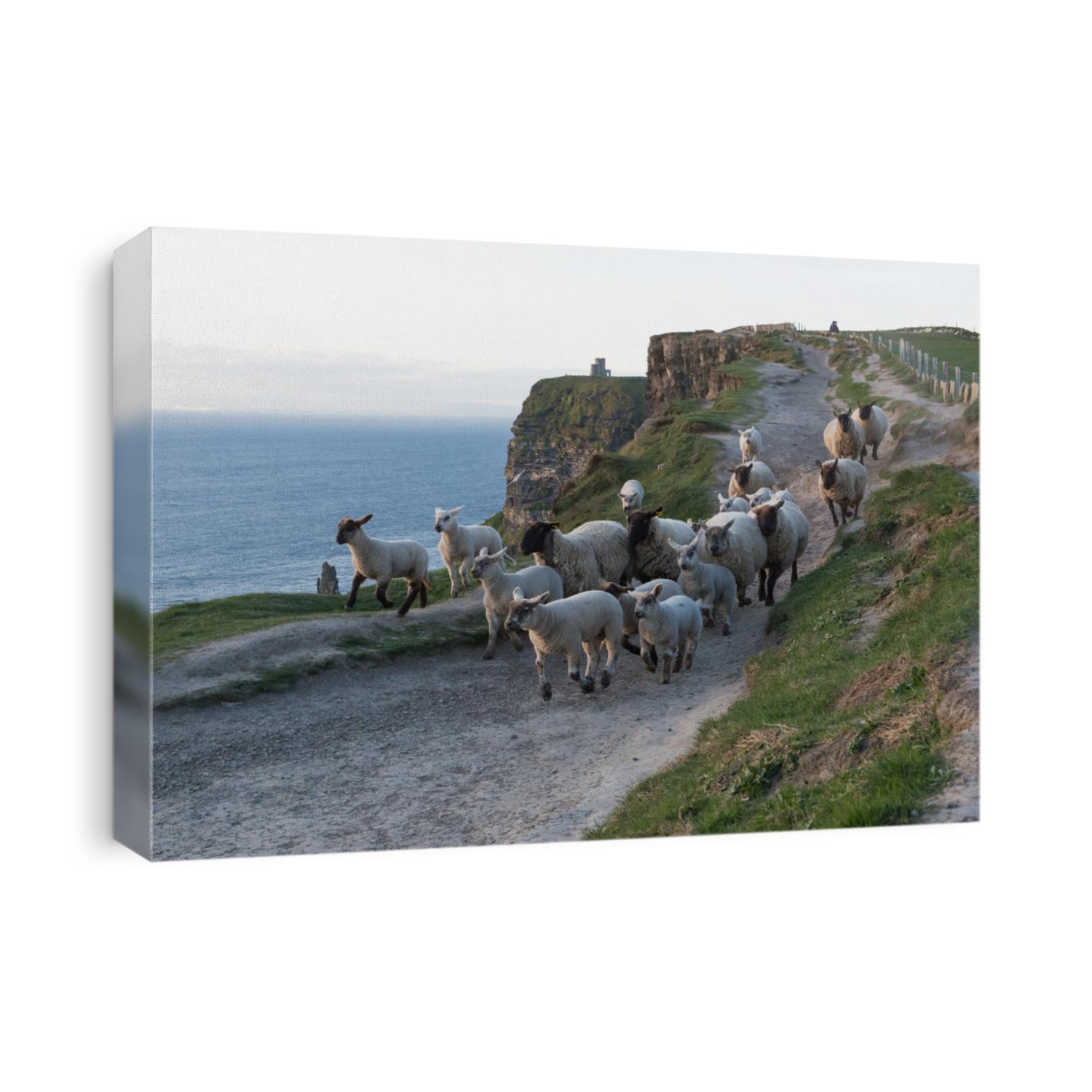 Sheep In The Cliff Canvas Print | CanvasWorld